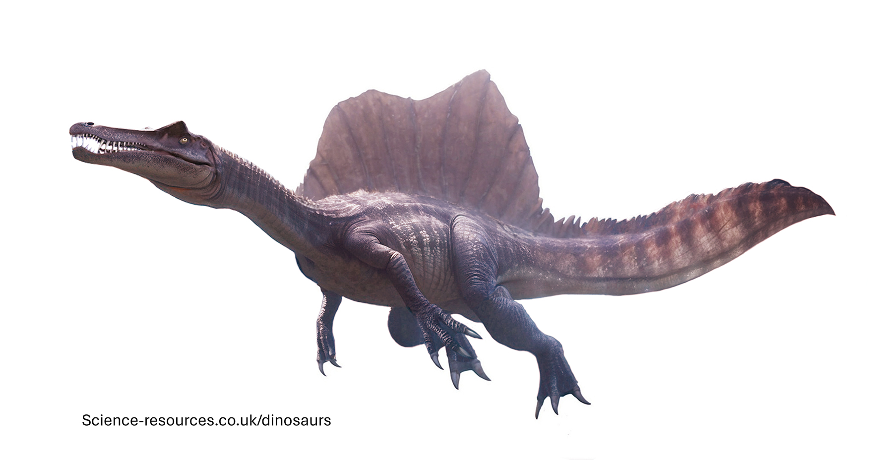 science-resources.co.uk - Dinosaurs: Megalosaurus